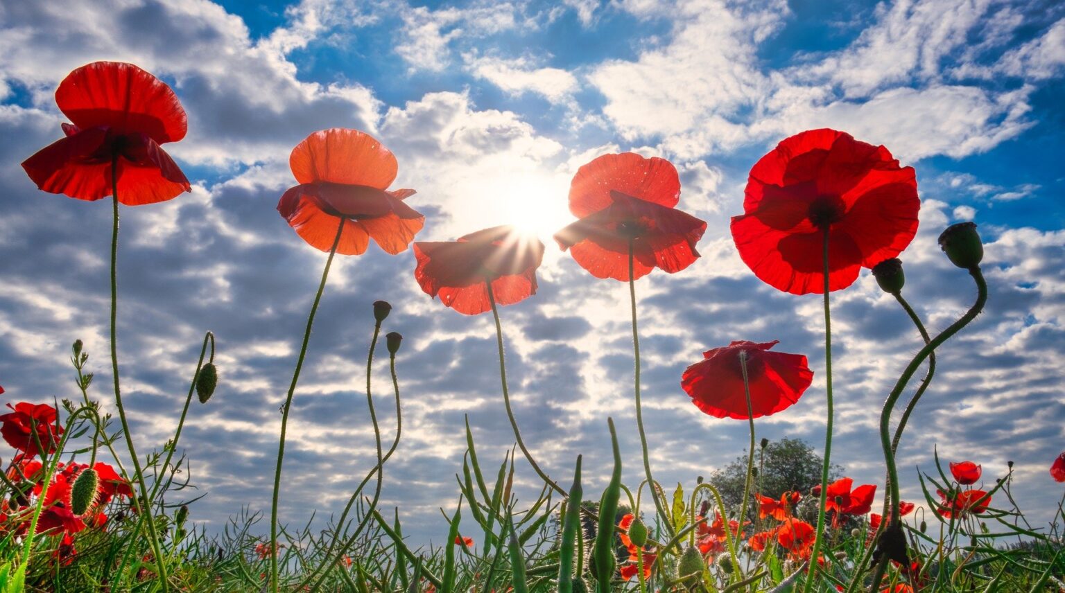 Remembrance - Hunsdon Village News